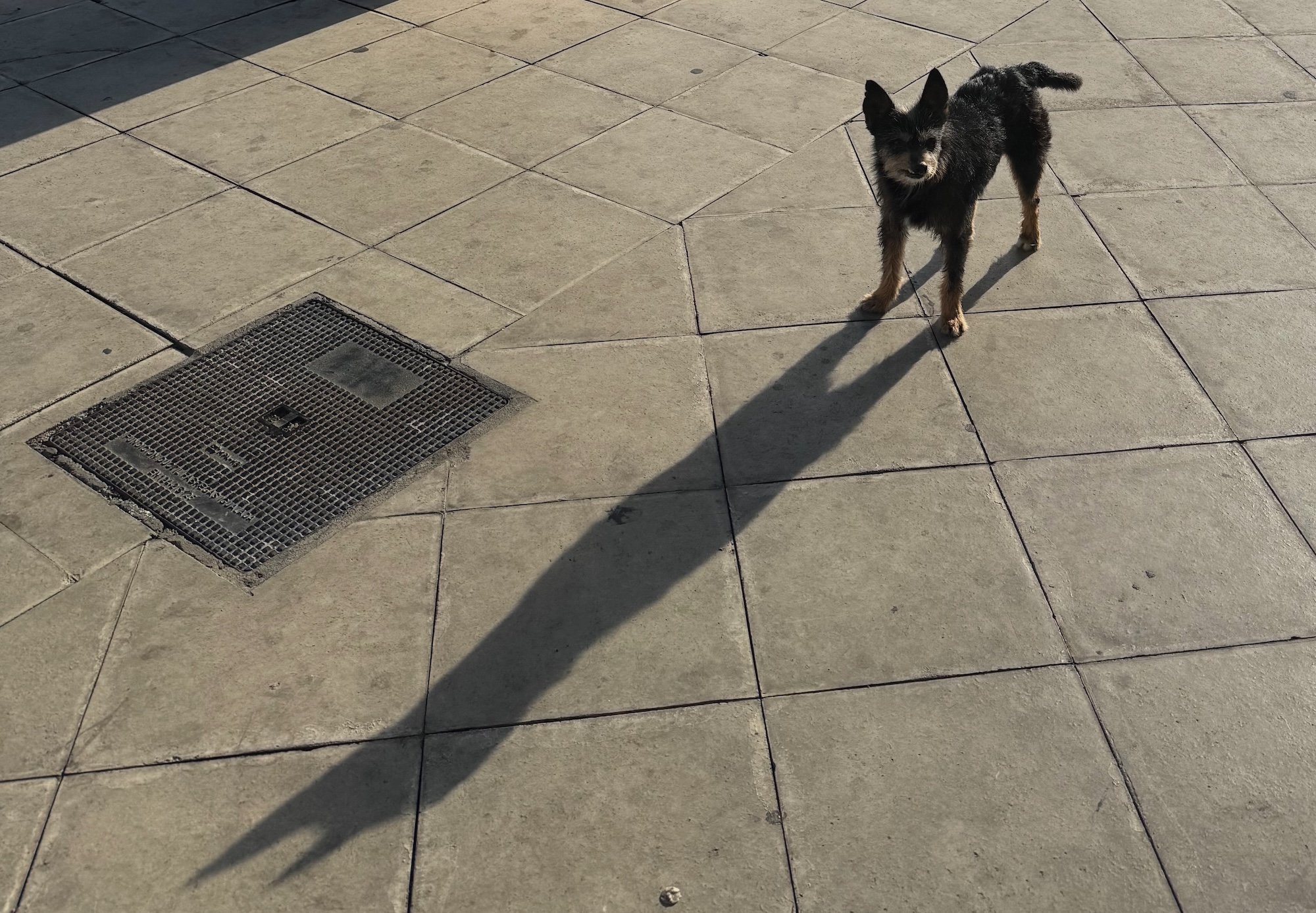 I’m small but I cast a big shadow – Veselin.blog