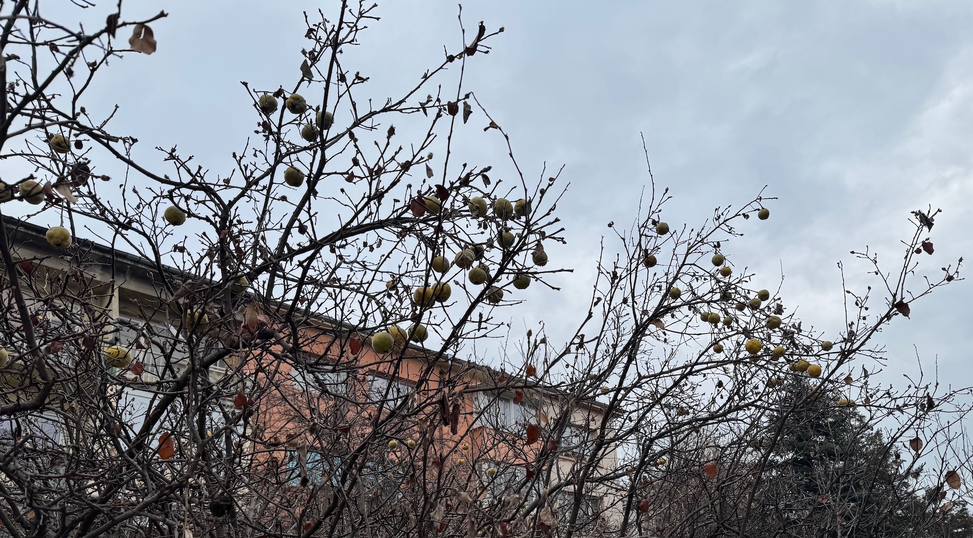 Quinces – Veselin.blog