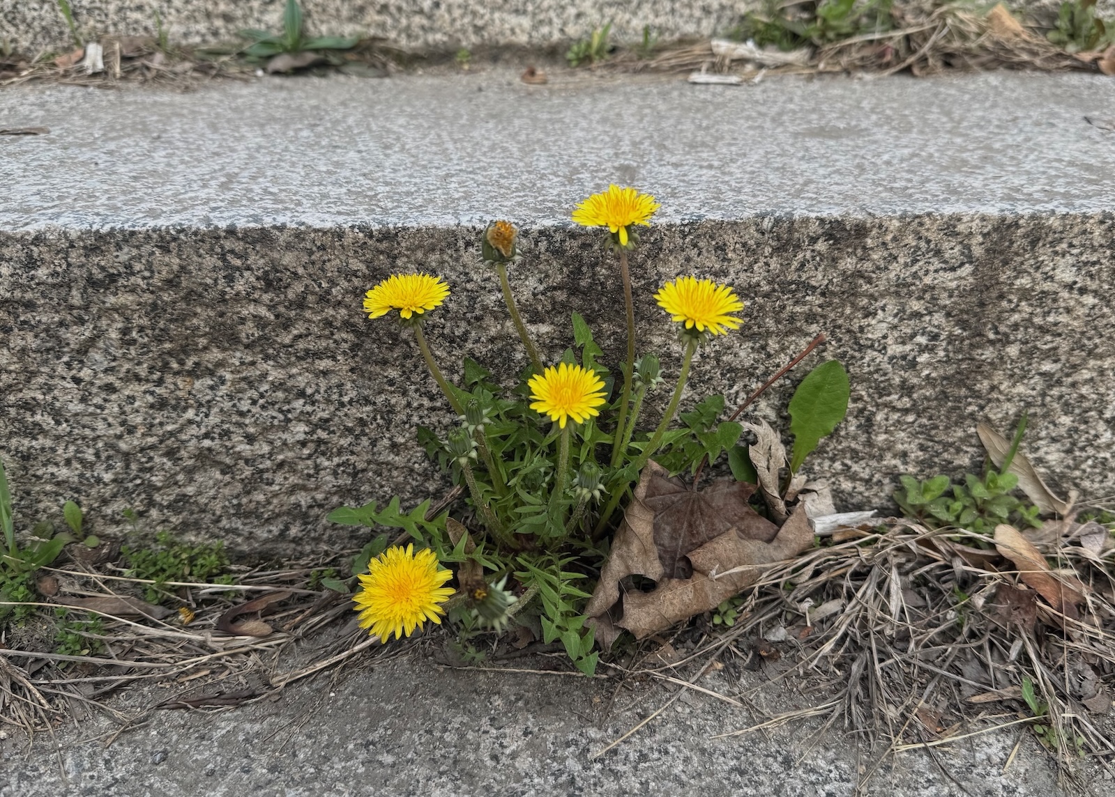 The last days of winter – Veselin.blog