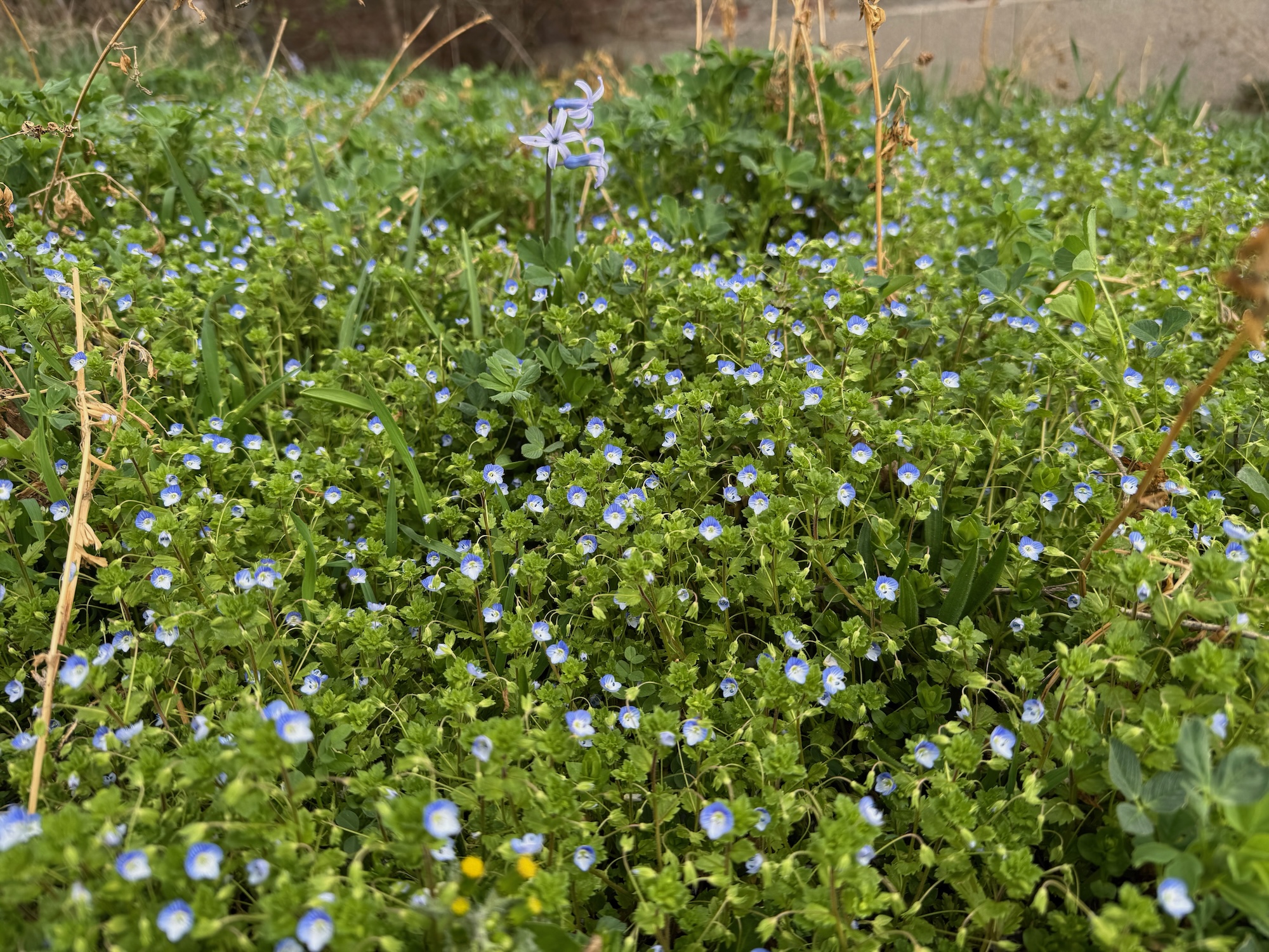 Veronica Persica – Veselin.blog