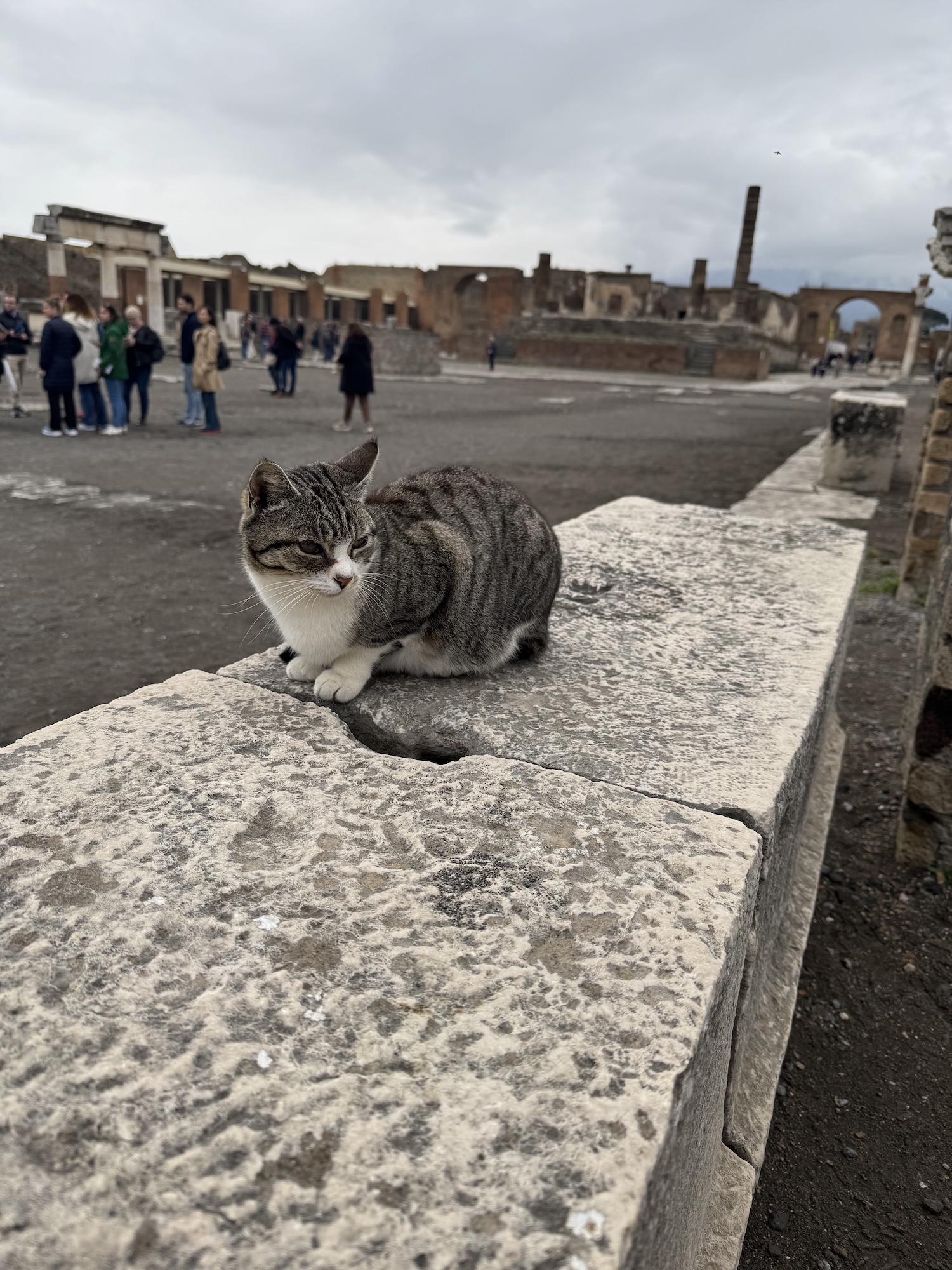 The Cats of Pompeii – Veselin.blog