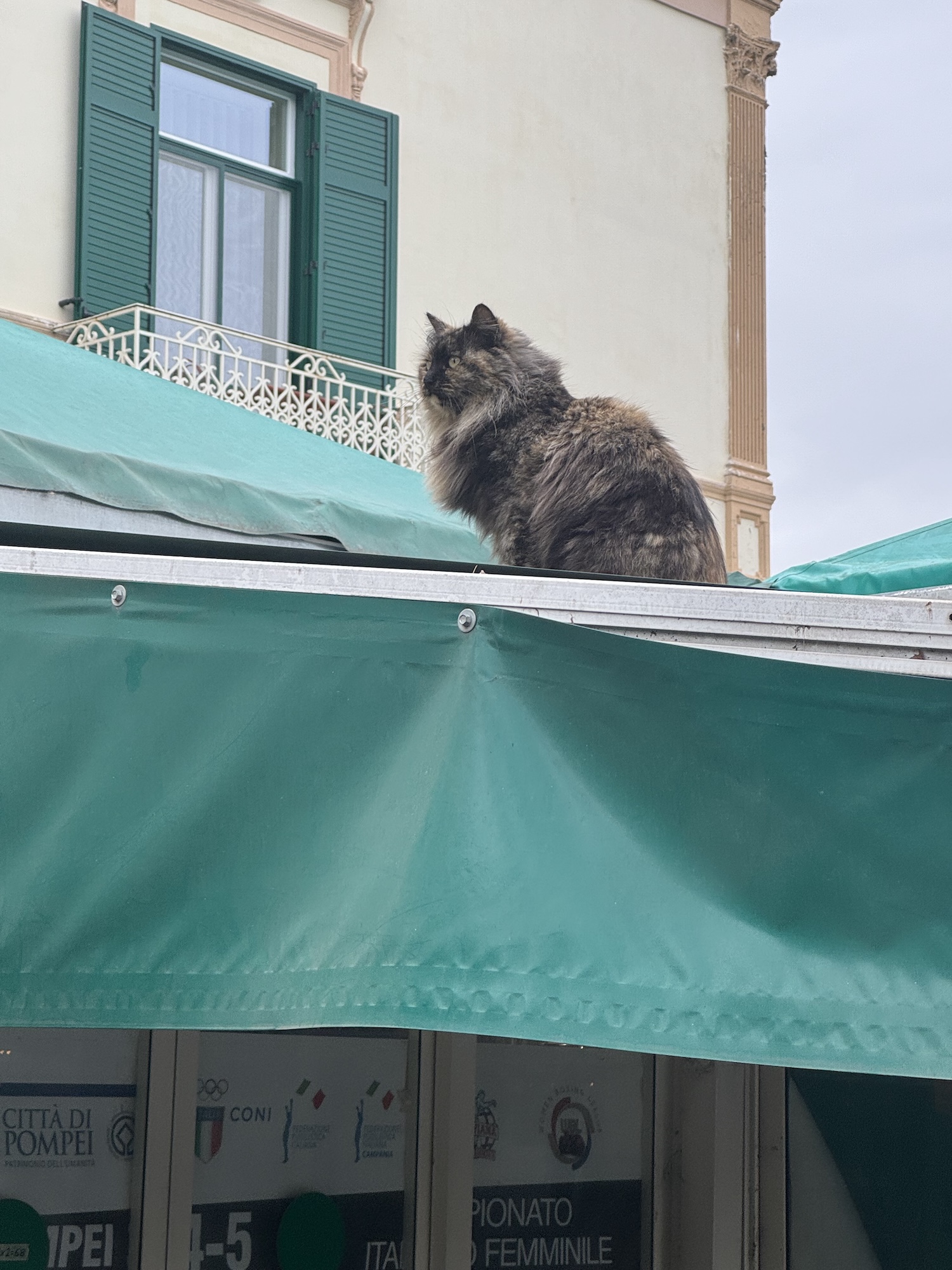 The Cats of Pompeii – Veselin.blog