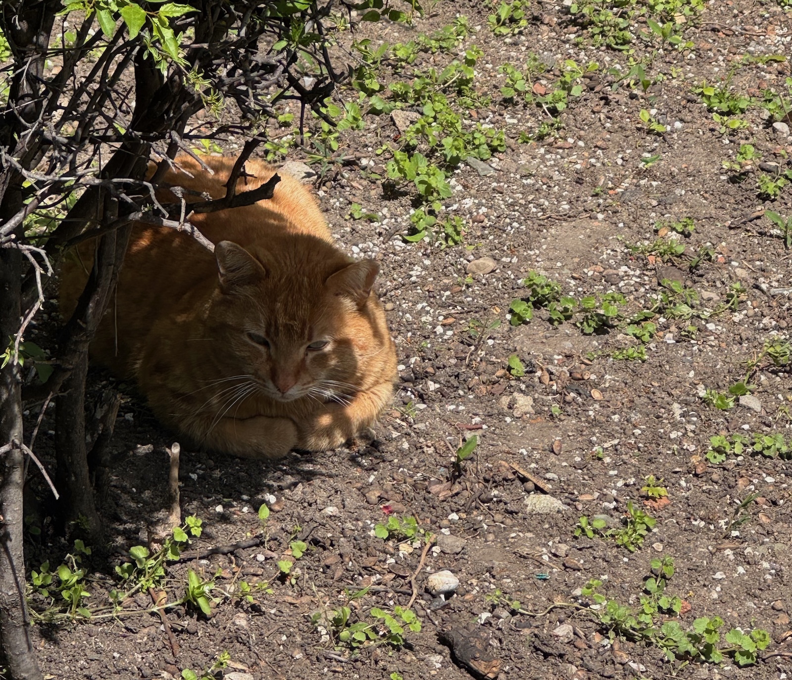 Spring is Here – Veselin.blog