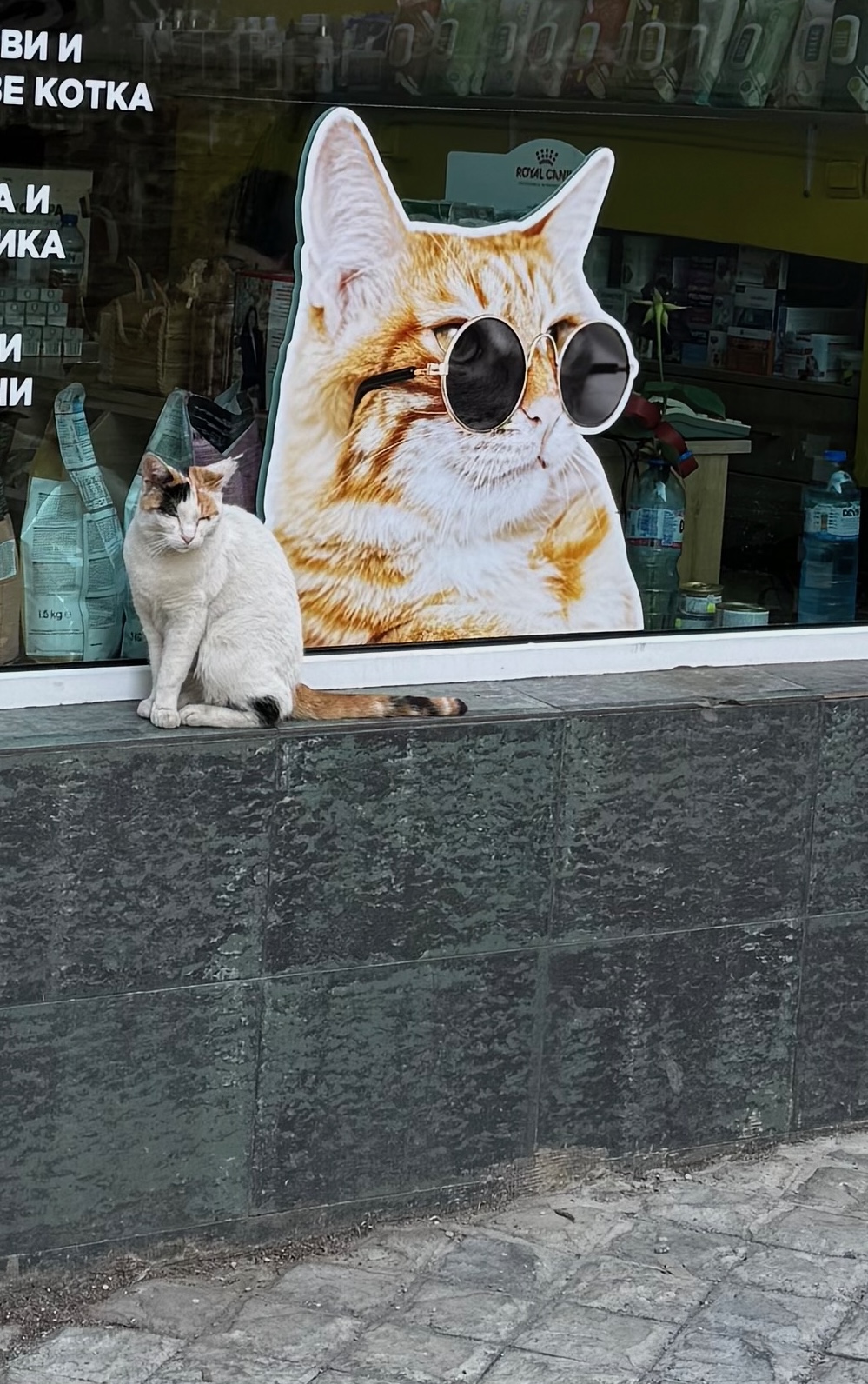 Why is the store not open yet? – Veselin.blog