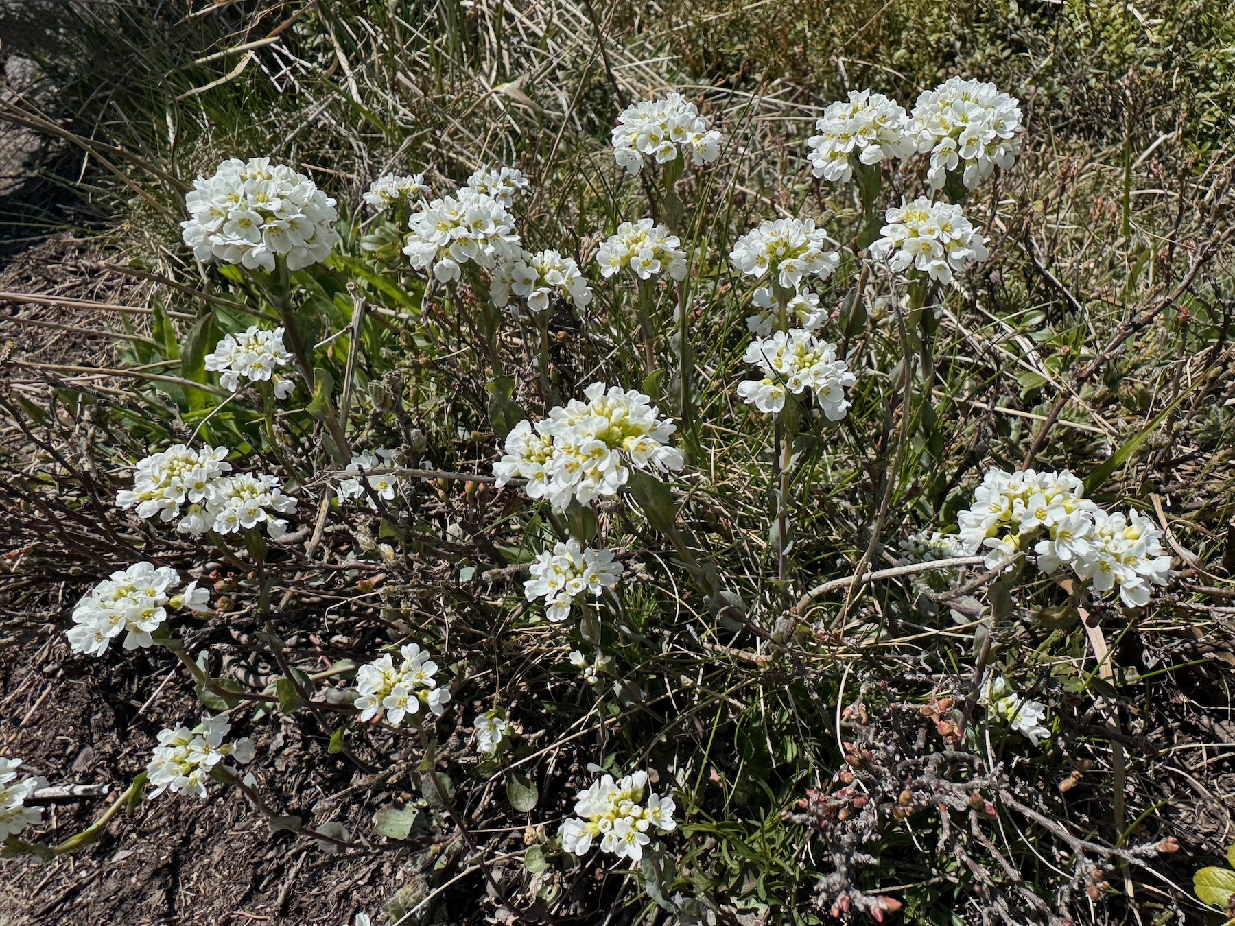 Alpine Rockcress – Veselin.blog