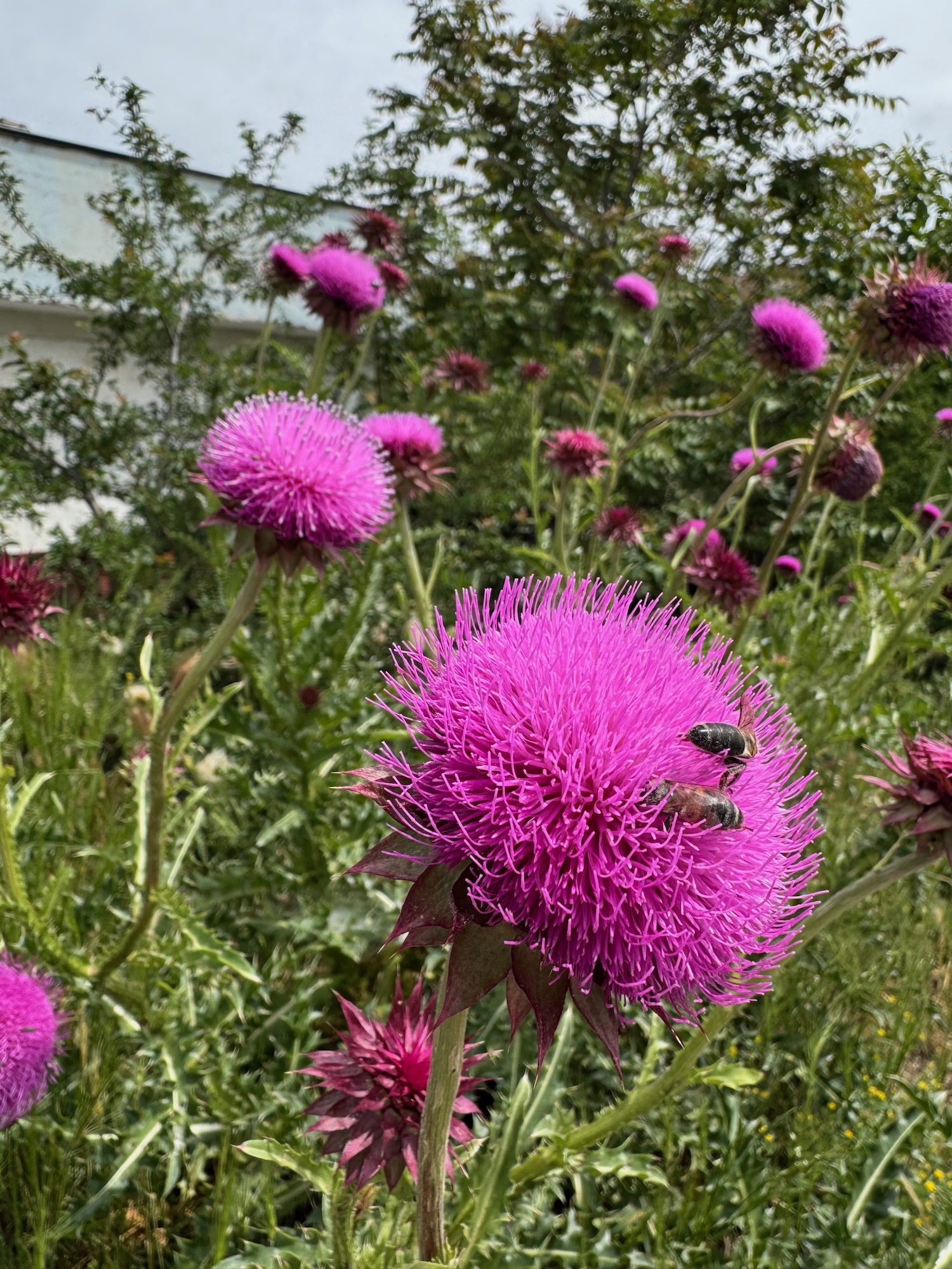 Bees and Milk Thistle – Veselin.blog