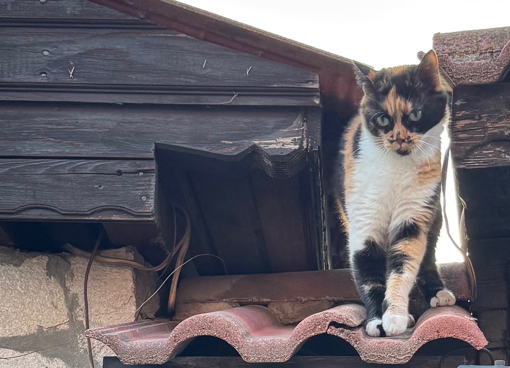 Why so serious? – Veselin.blog