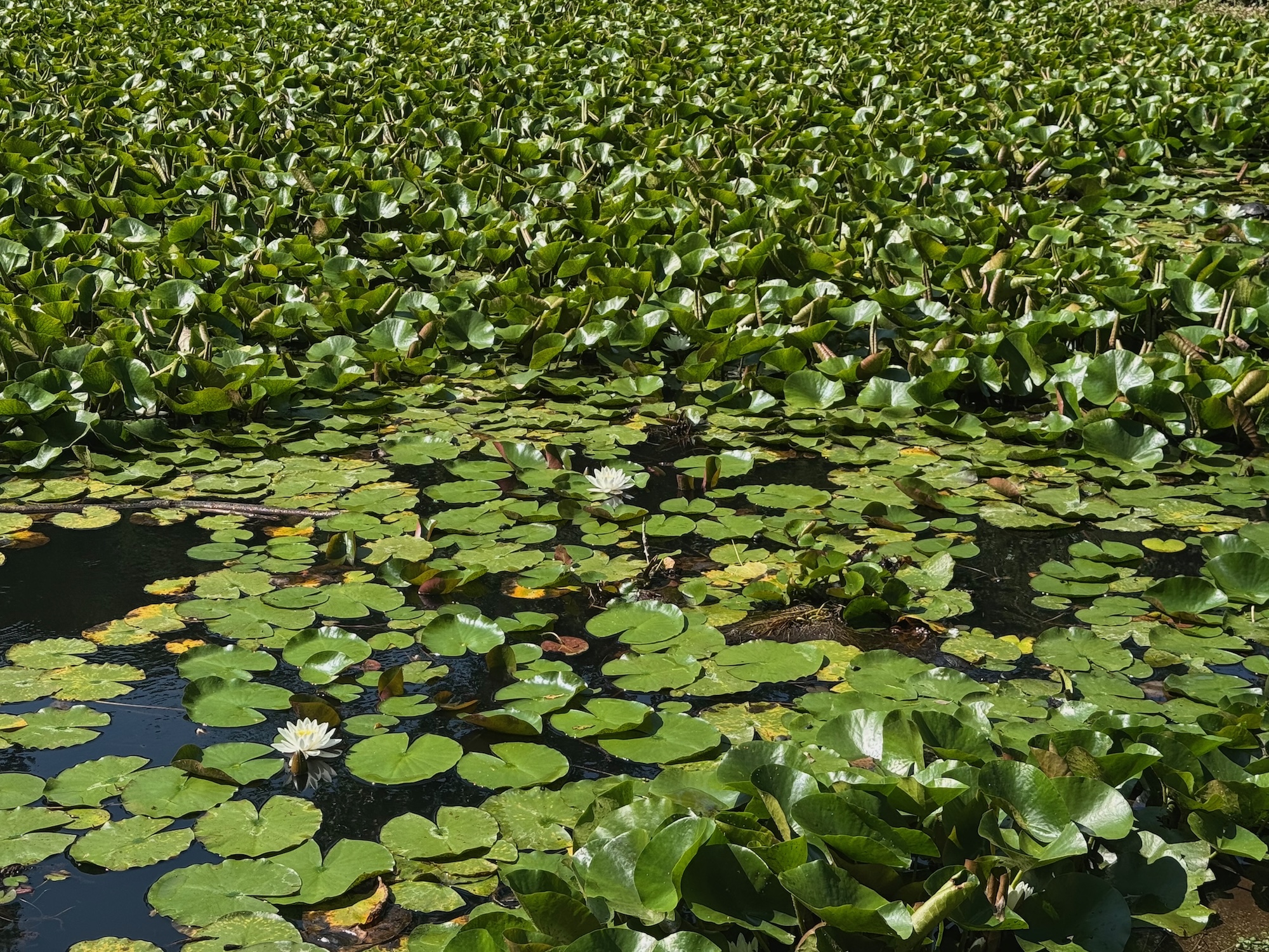 Lilies – Veselin.blog