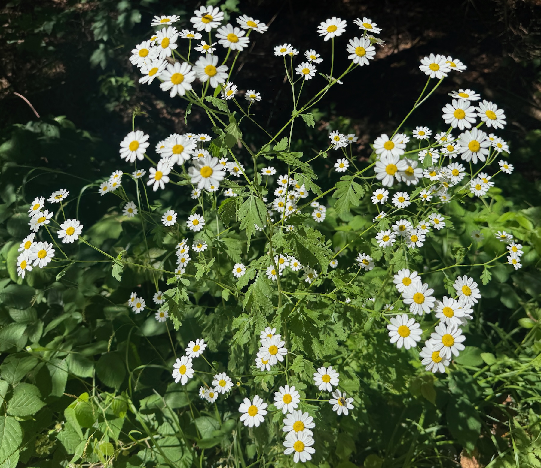 Feverfew – Veselin.blog