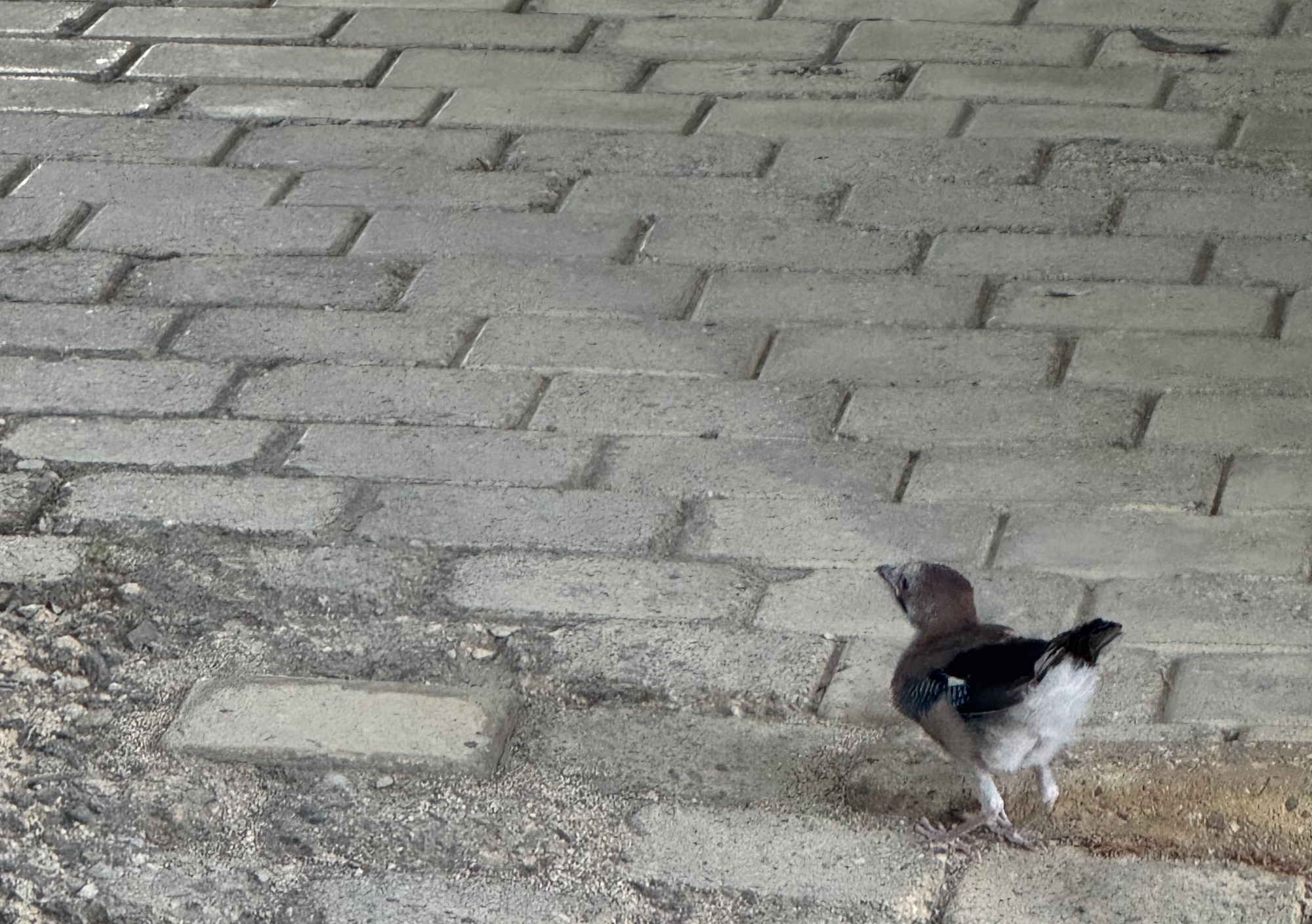 Baby Jay – Veselin.blog