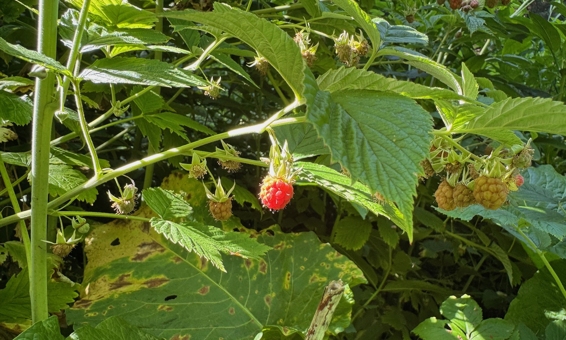 Raspberries – Veselin.blog