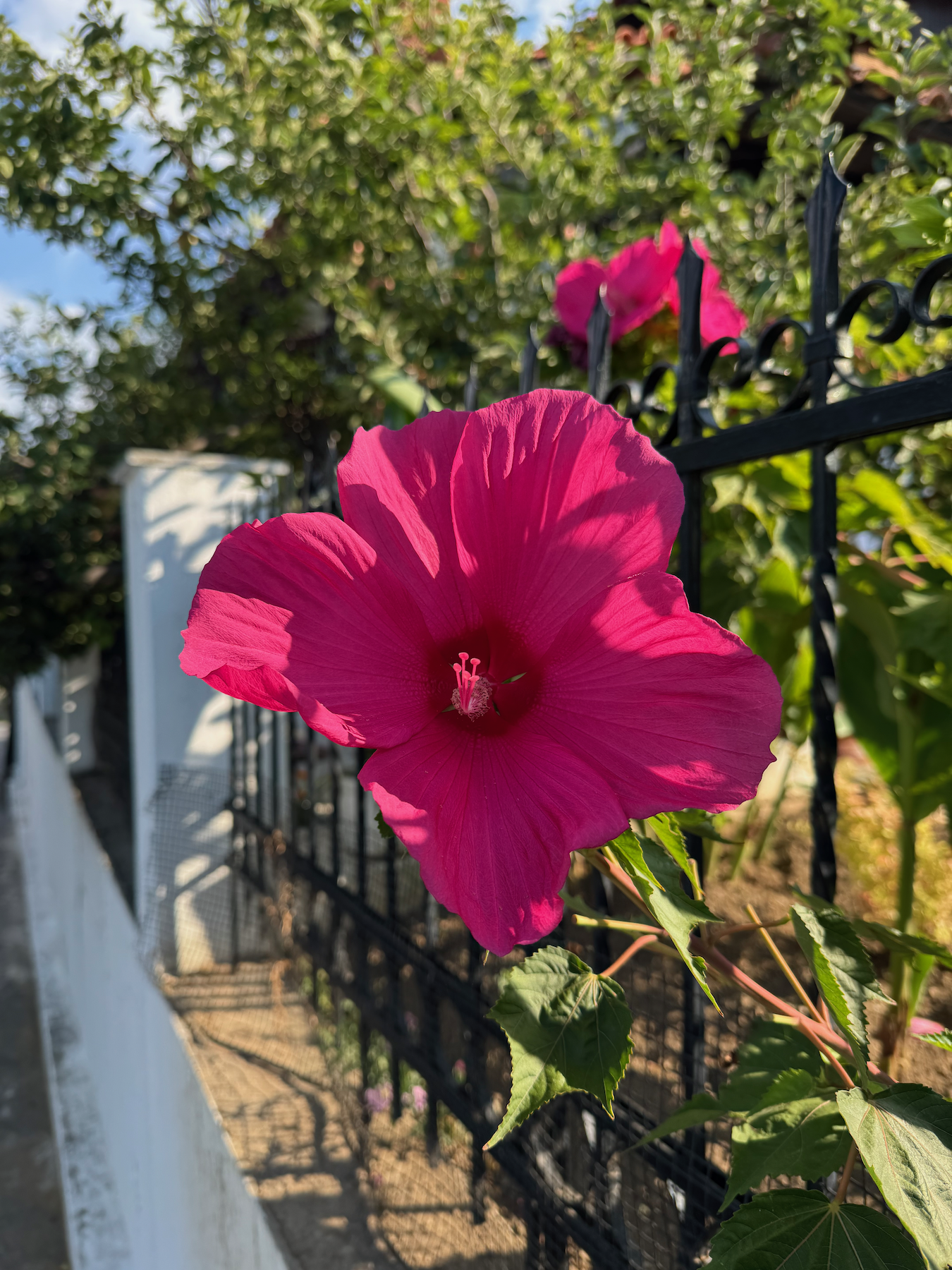 Greek Flowers – Veselin.blog