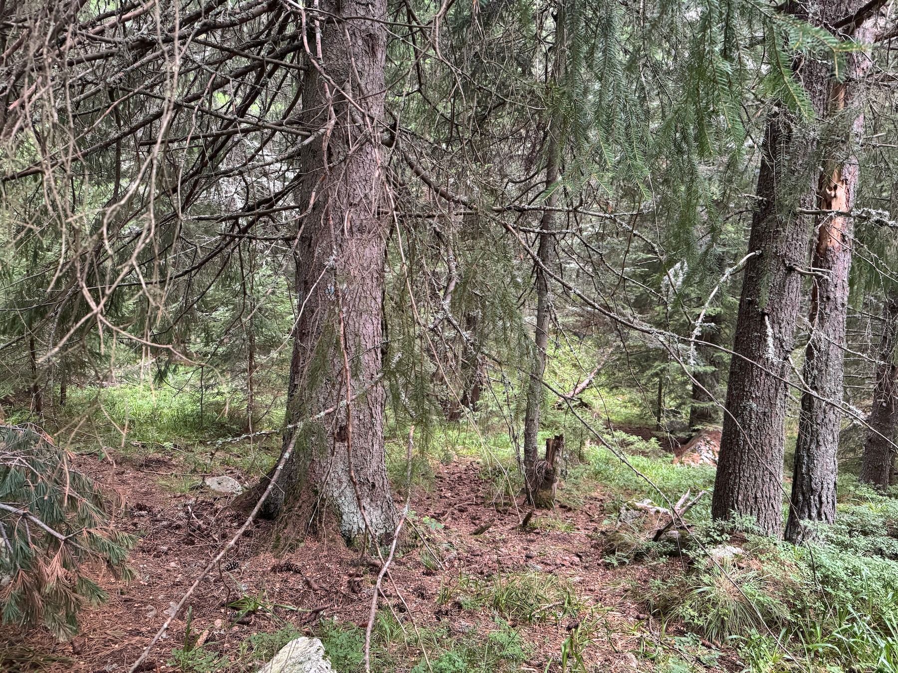 This was once the marked path – Veselin.blog