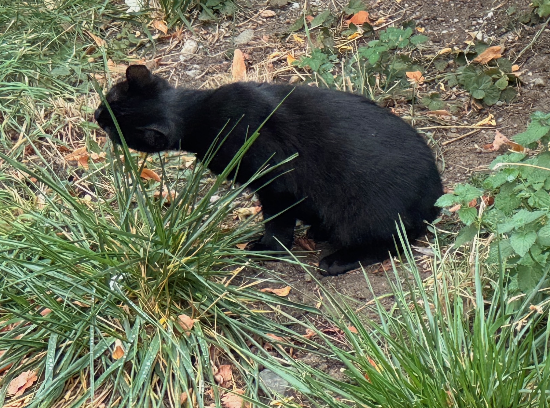 Colorful Sofia – Veselin.blog