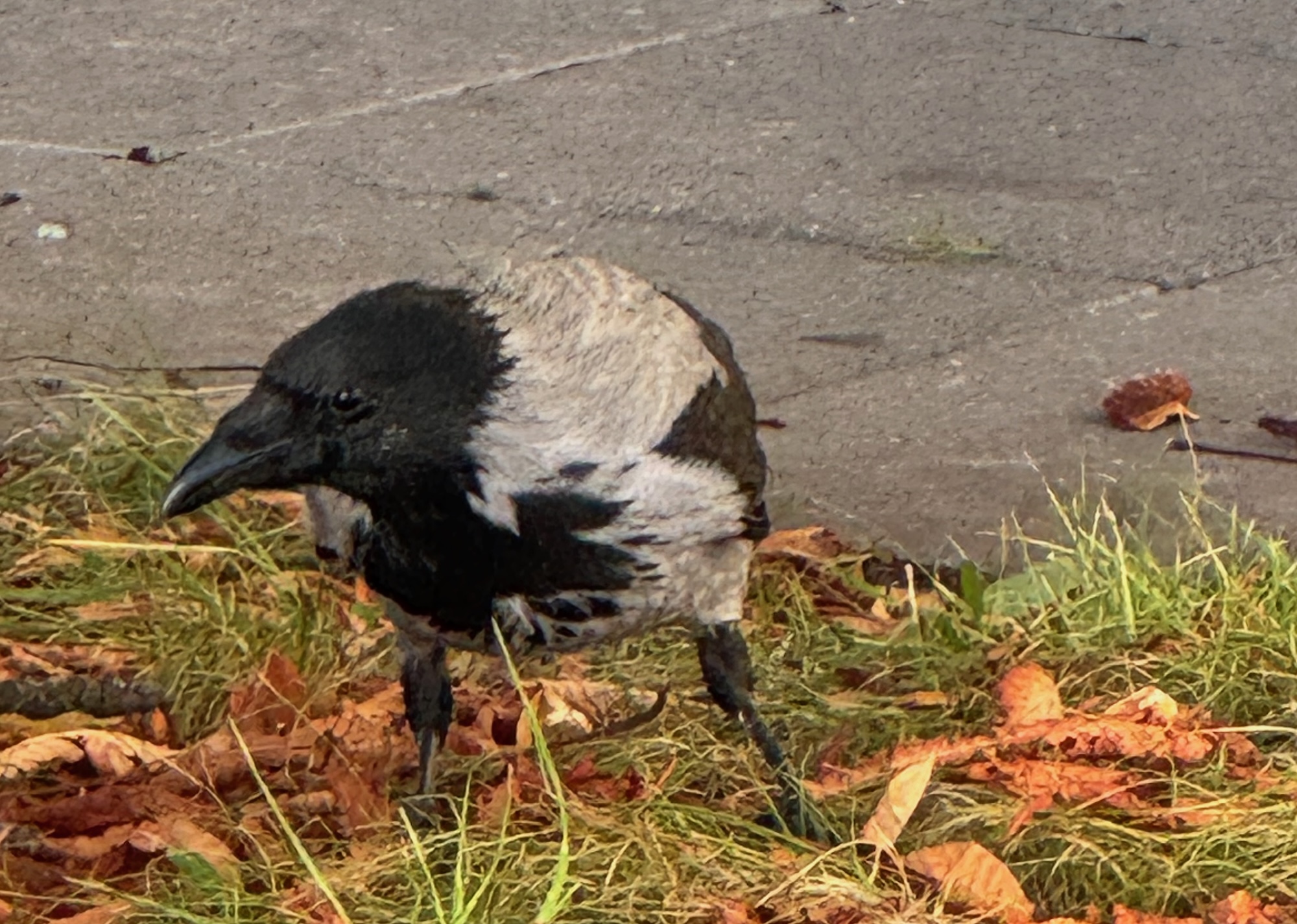 Crow – Veselin.blog