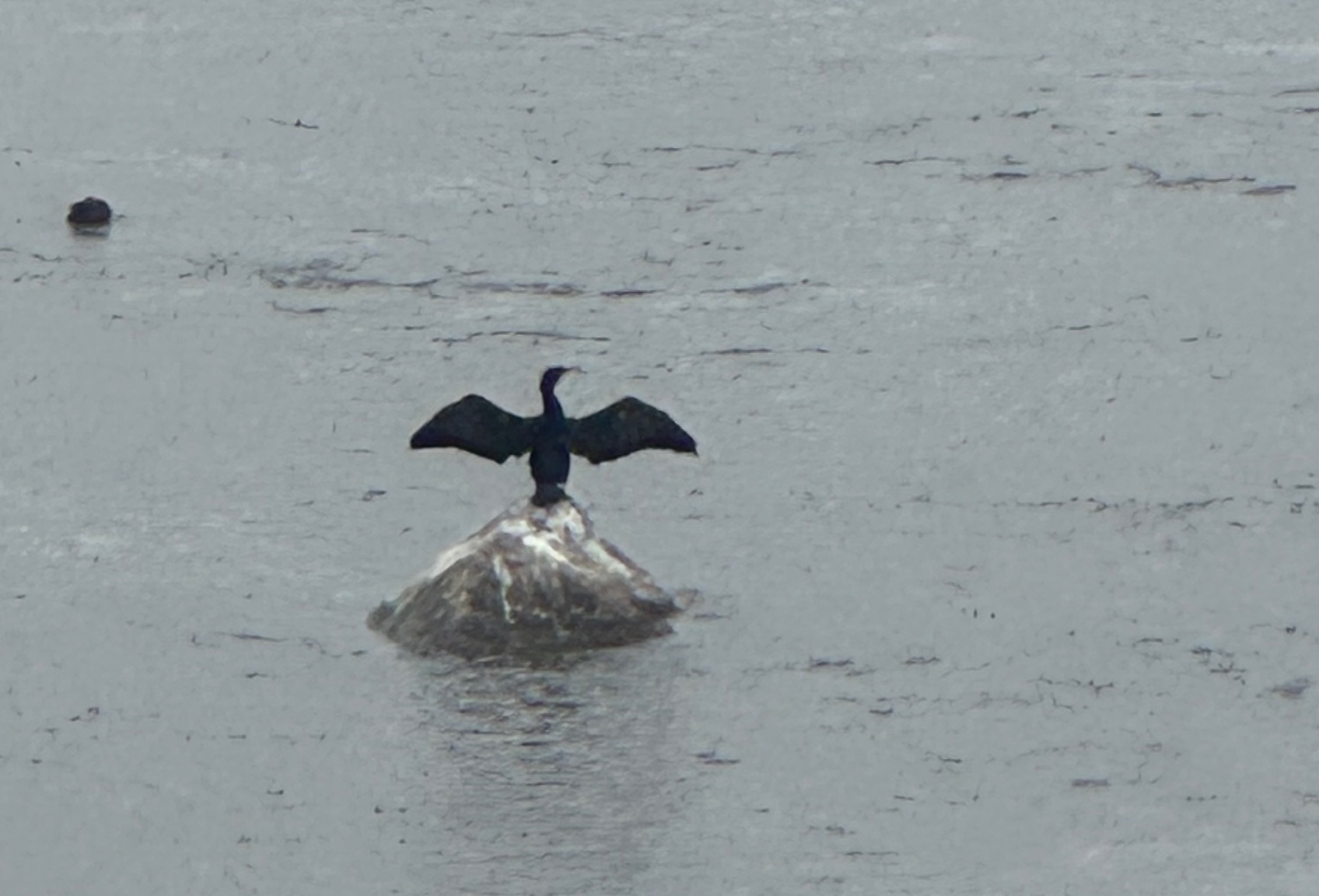 Flappy Bird – Veselin.blog