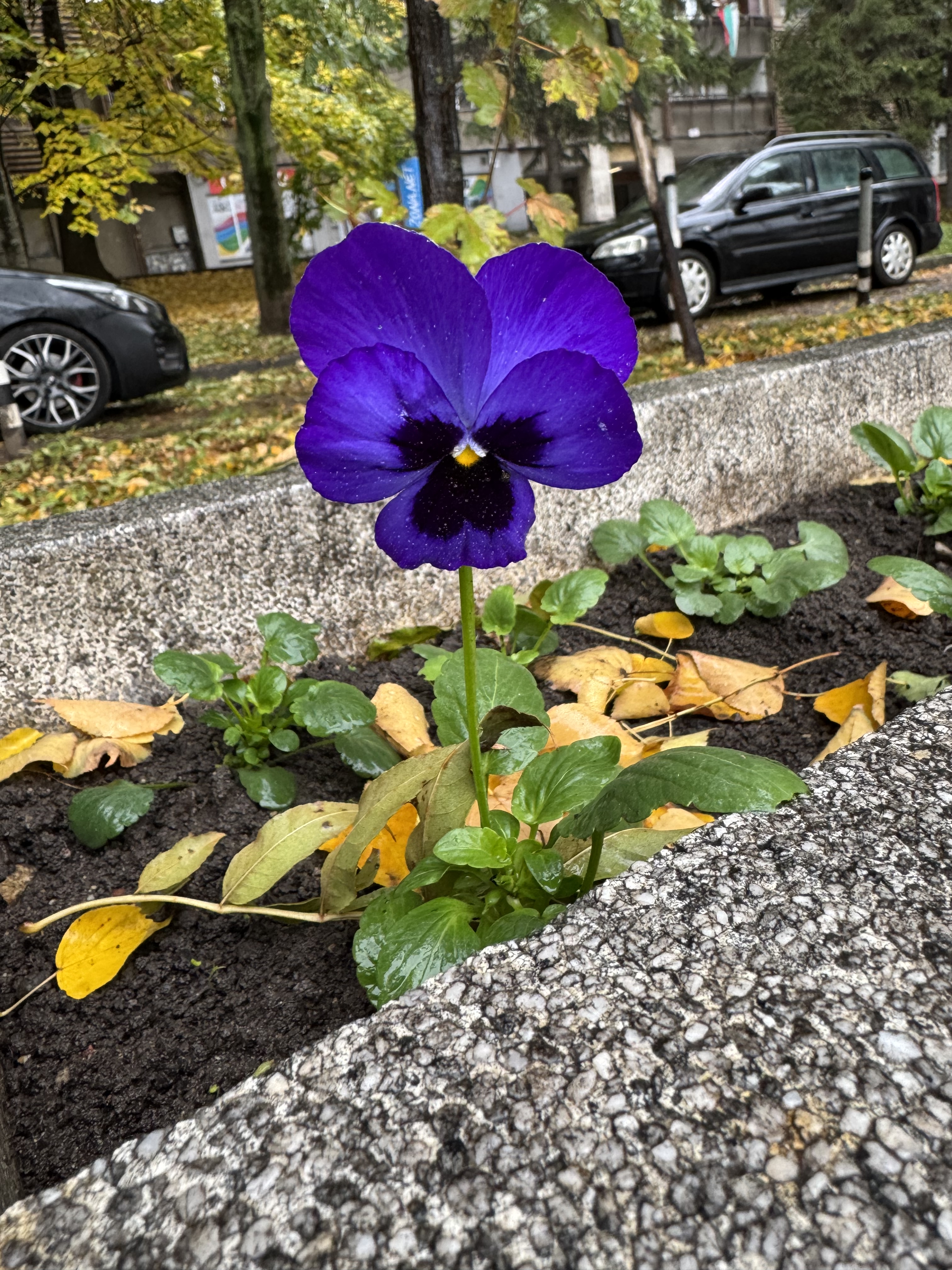 Dancing in the Rain – Veselin.blog