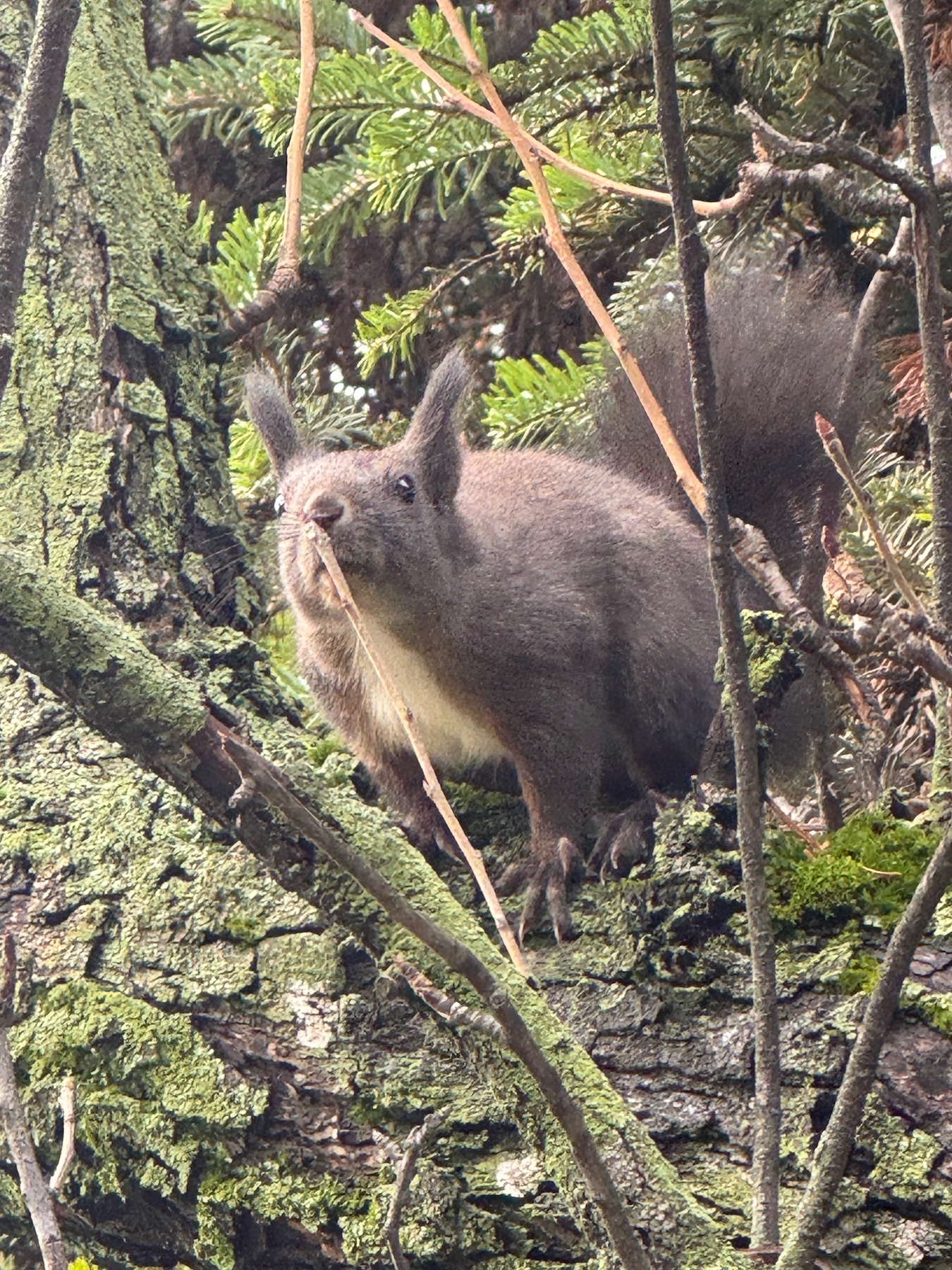 Cat found – Veselin.blog