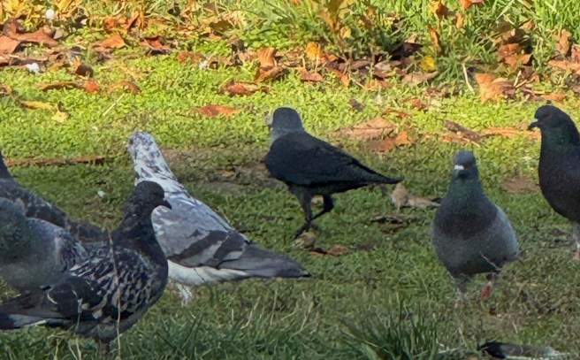 Driving in Sofia – Veselin.blog