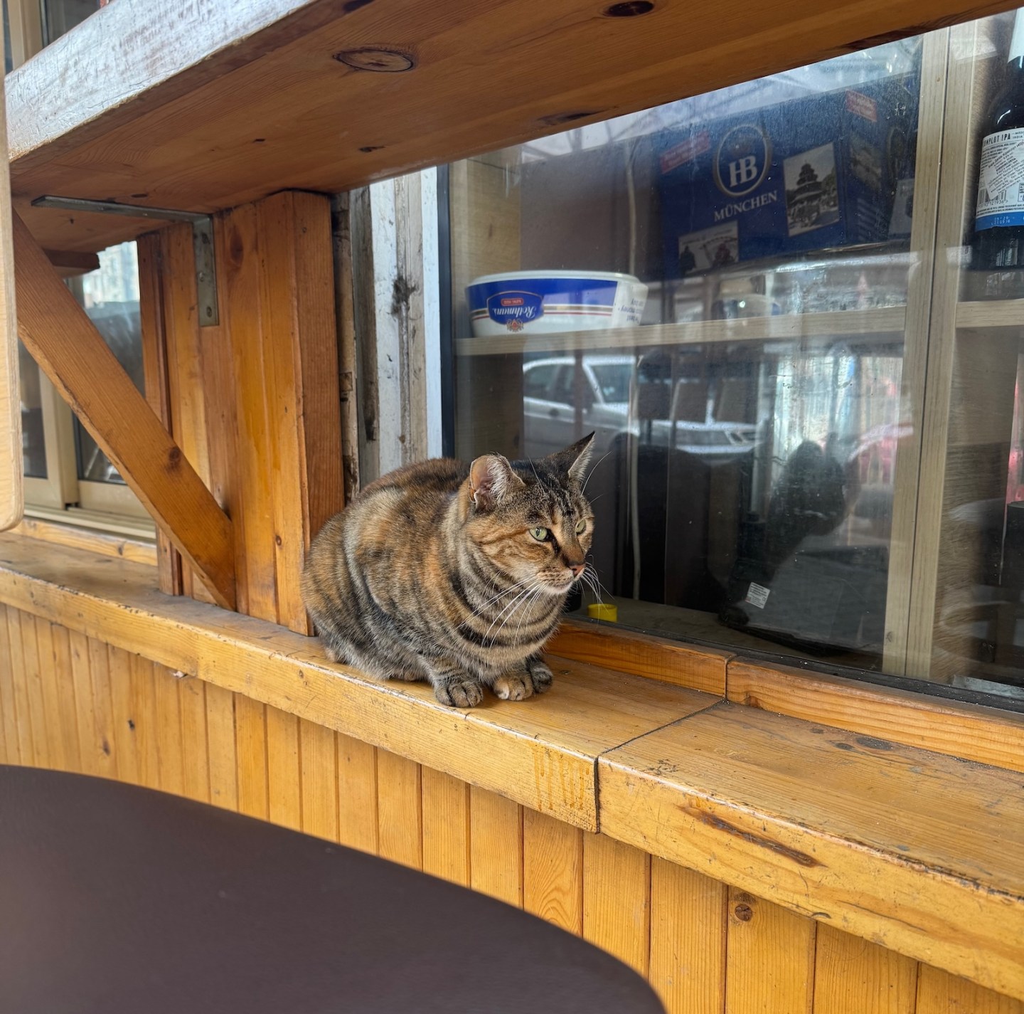 Bar Cat – Veselin.blog