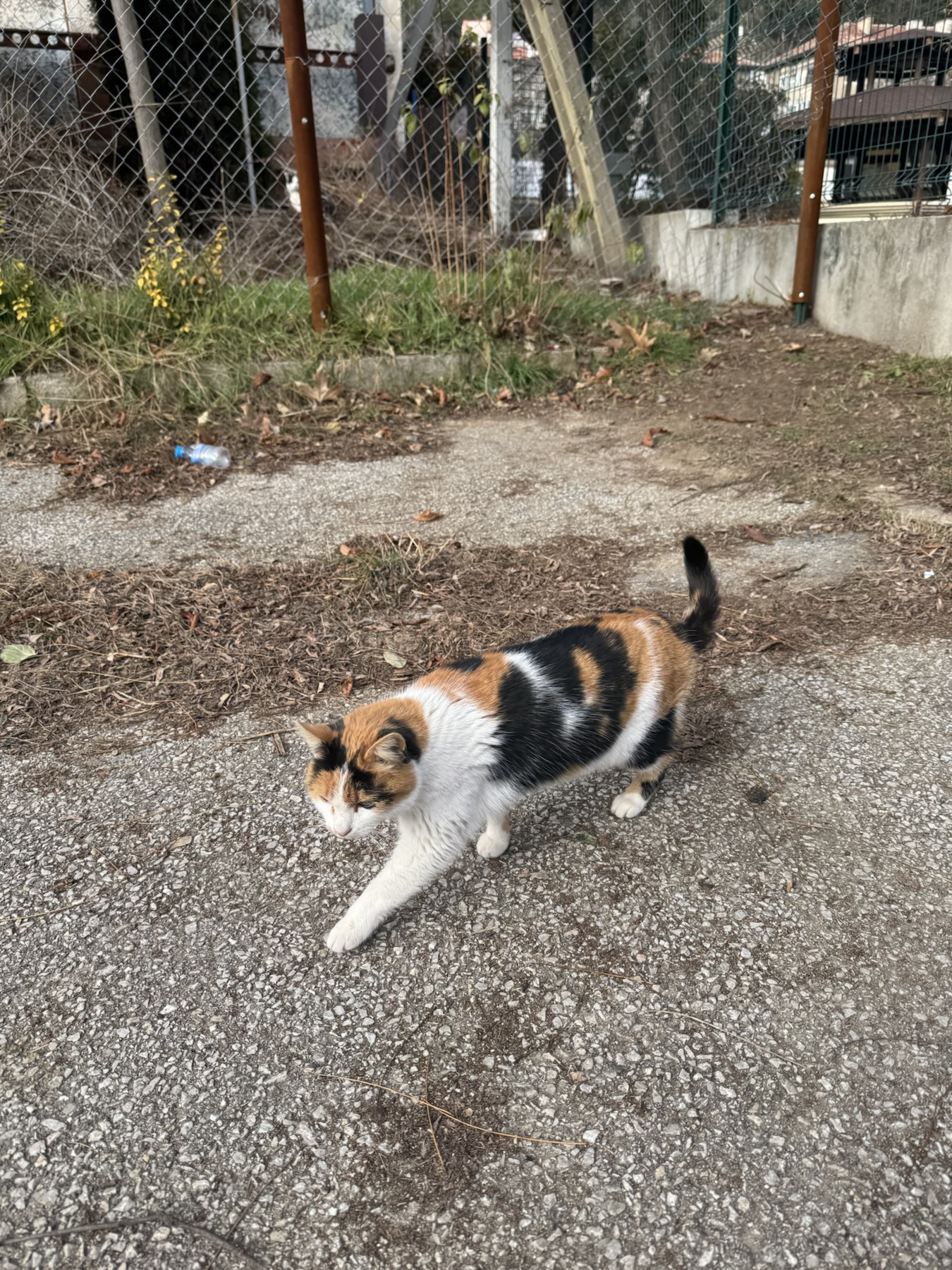 Friendly Fur – Veselin.blog