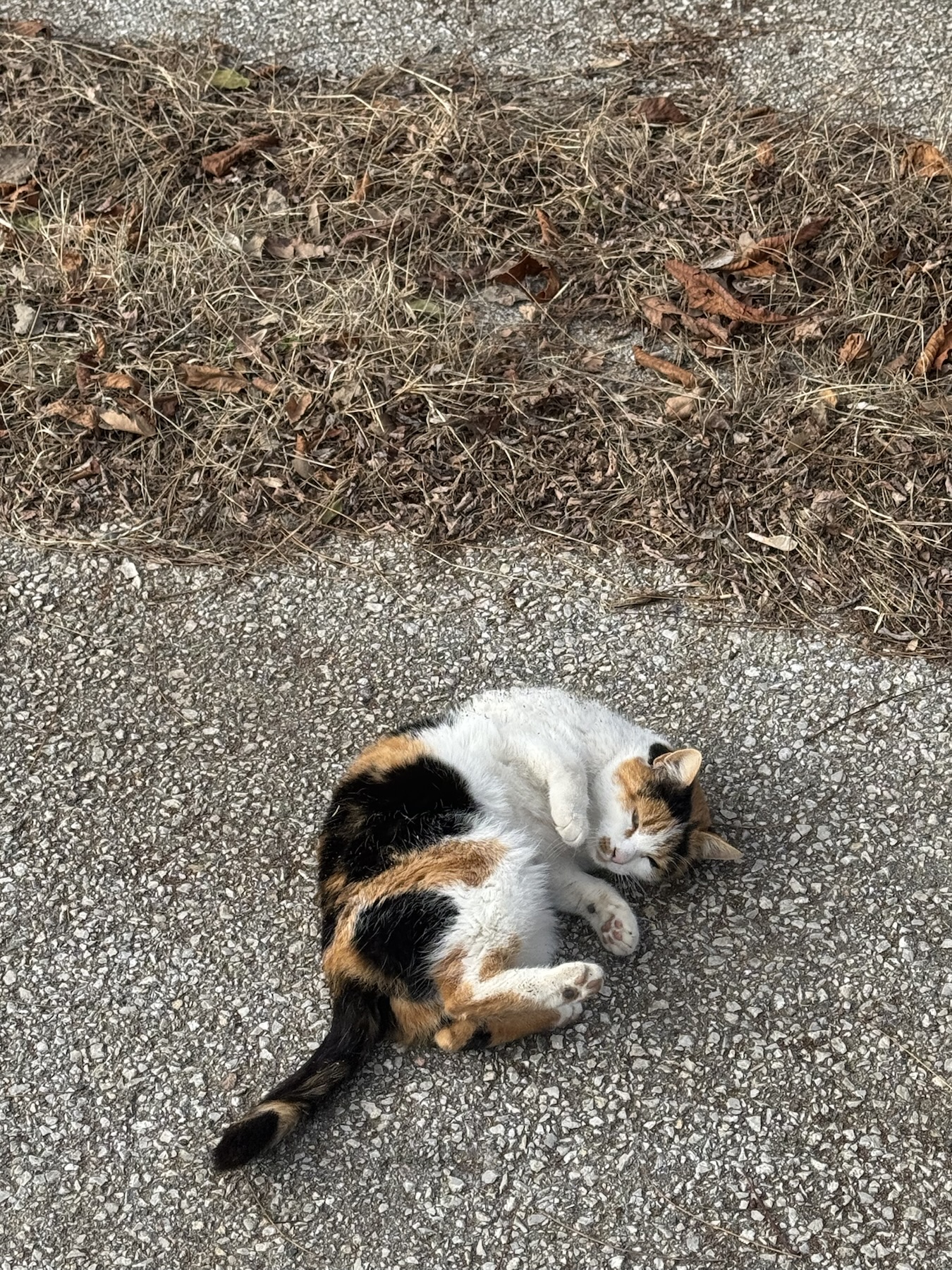 Friendly Fur – Veselin.blog