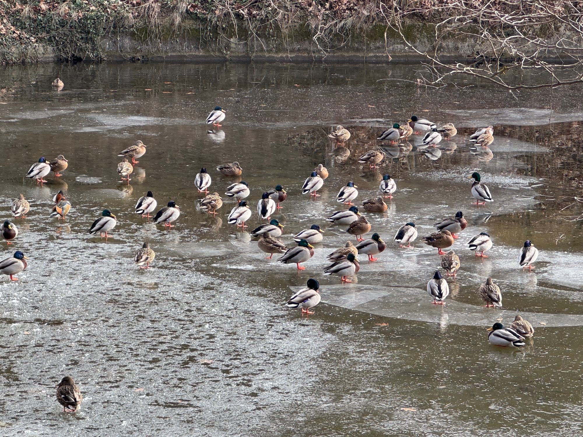 Walking Ducks – Veselin.blog