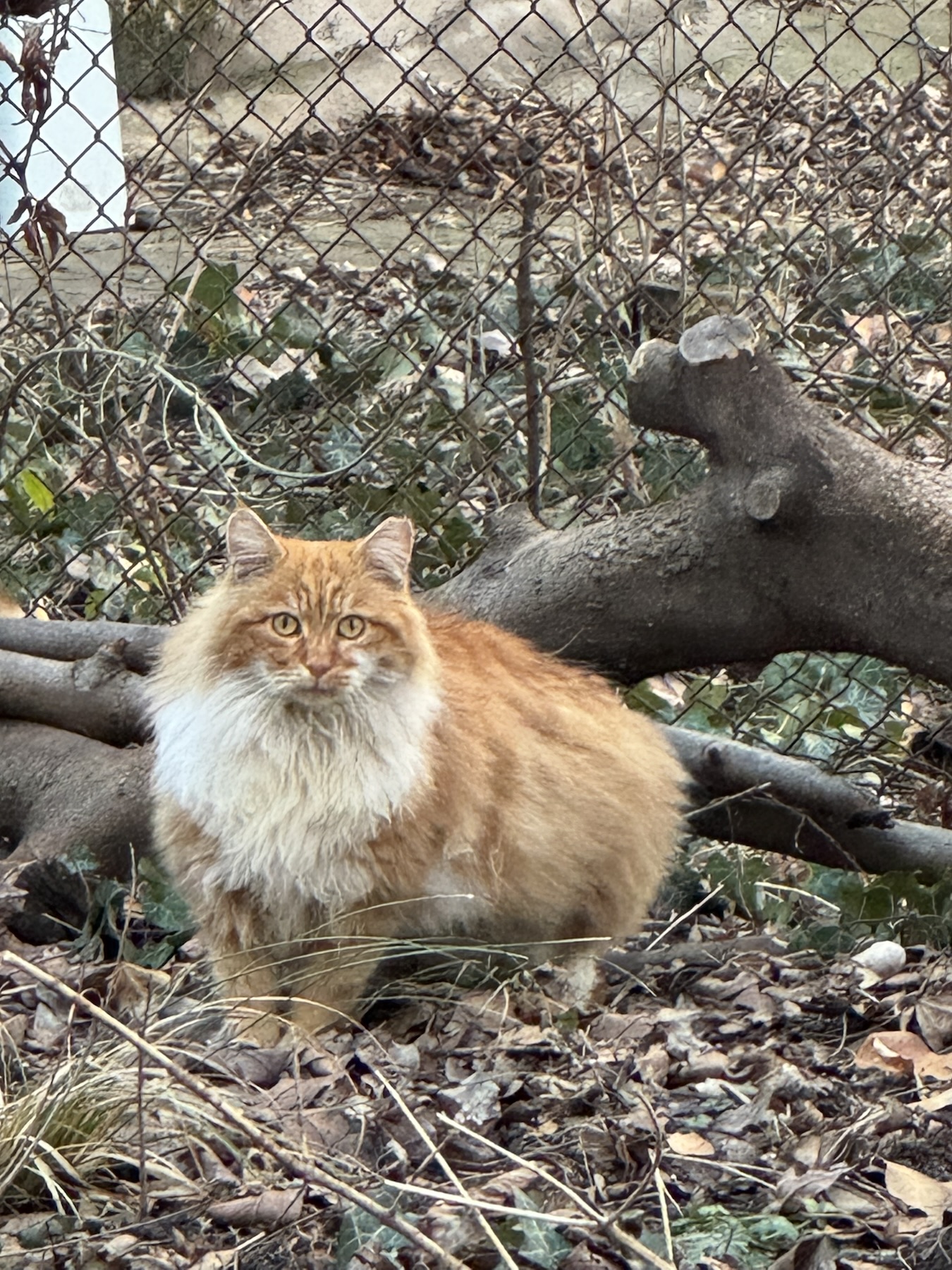 Orange – Veselin.blog