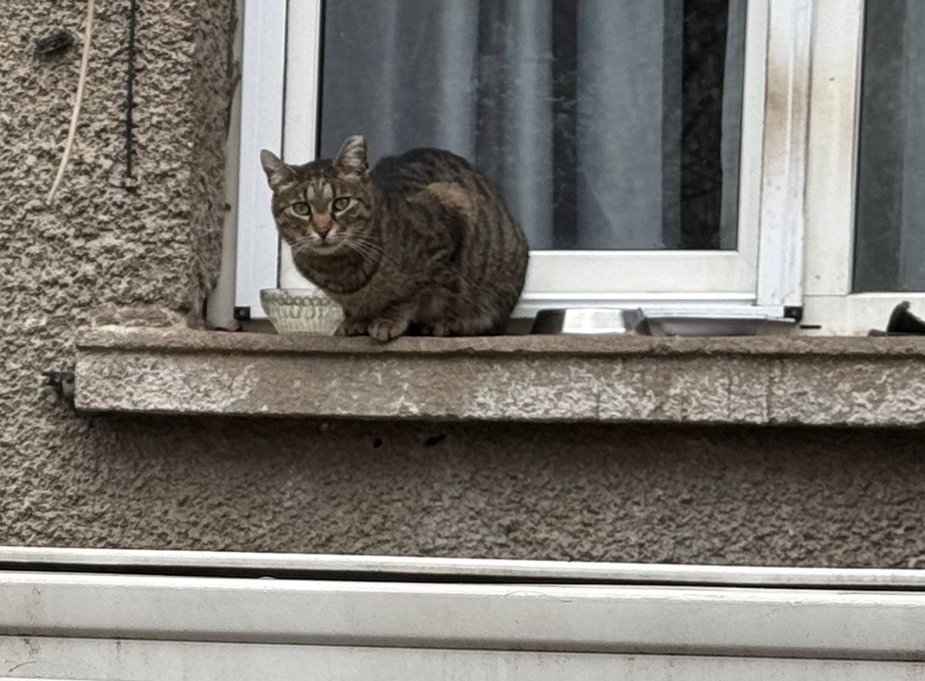 Cats – Veselin.blog