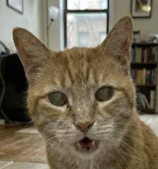 Rusty the cat – Veselin.blog
